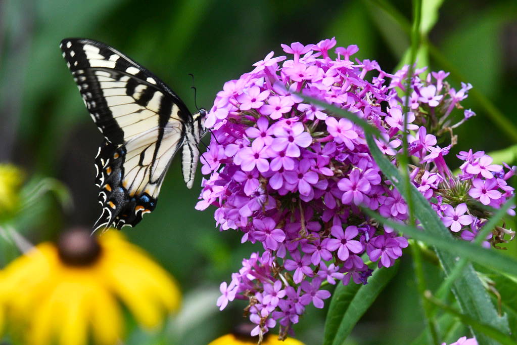 Meet The 2024 Perennial Plant of The Year: Phlox ‘Jeana ...