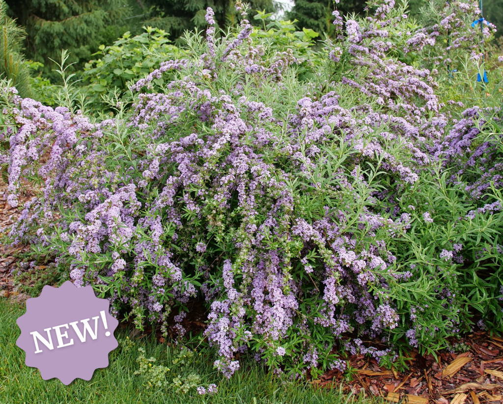 Spring-Blooming Spotlight: Mop Top™ Fountain Butterfly Bush ...