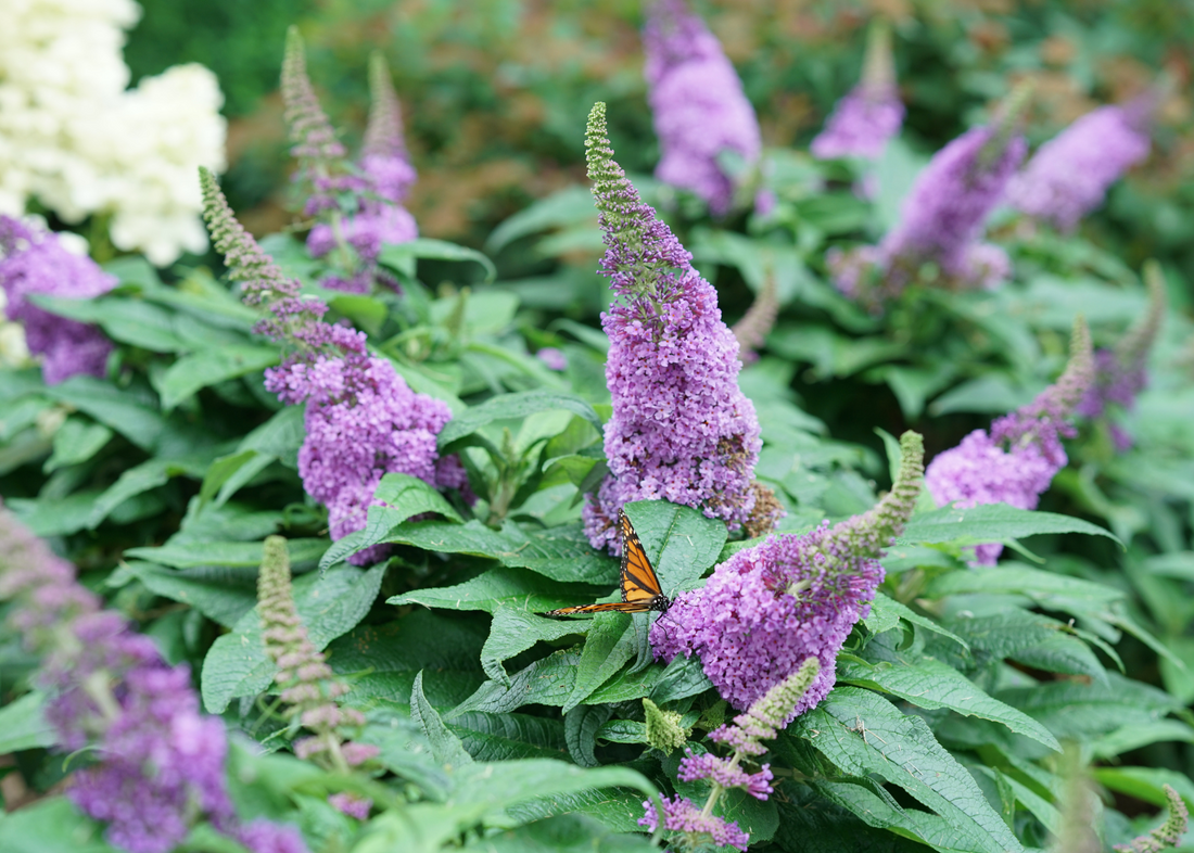 Butterfly Bushes (Buddleia) For Sale | Pollinator Plants ...