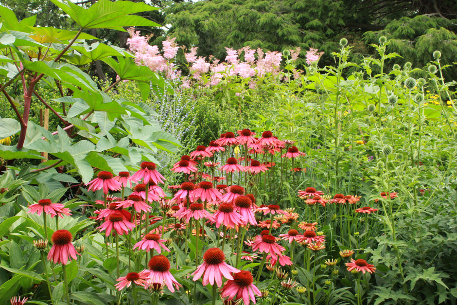 7 Shade-Tolerant Pollinator Plants For Your Garden – ButterflyBushes.com