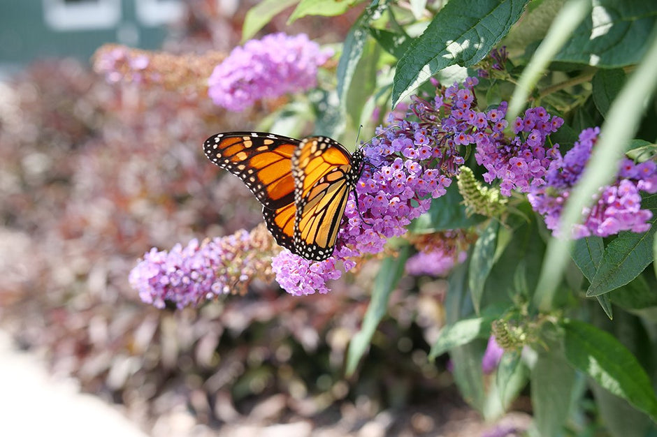 Mop Top™ Fountain Butterfly Bush - Buddleia – ButterflyBushes.com