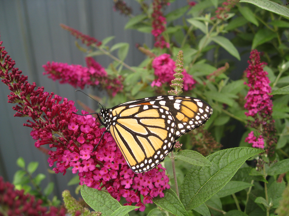 How To Prune Butterfly Bush (Buddleia) – ButterflyBushes.com