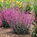 Meant to Bee™ Royal Raspberry Hummingbird Mint - Agastache ...