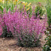 Meant to Bee™ Royal Raspberry Hummingbird Mint - Agastache ...
