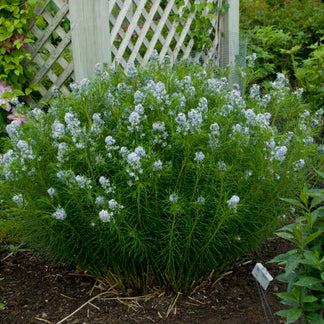 Threadleaf Bluestar (Amsonia) – ButterflyBushes.com
