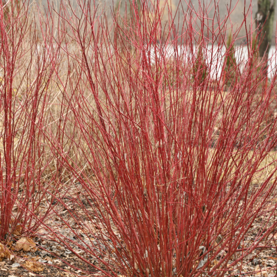 Arctic Fire® Red Red-Twig Dogwood - Cornus sericea – ButterflyBushes.com