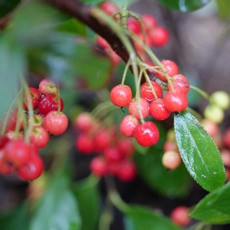 Berry Scape™ Red Aronia - Aronia arbutifolia – ButterflyBushes.com