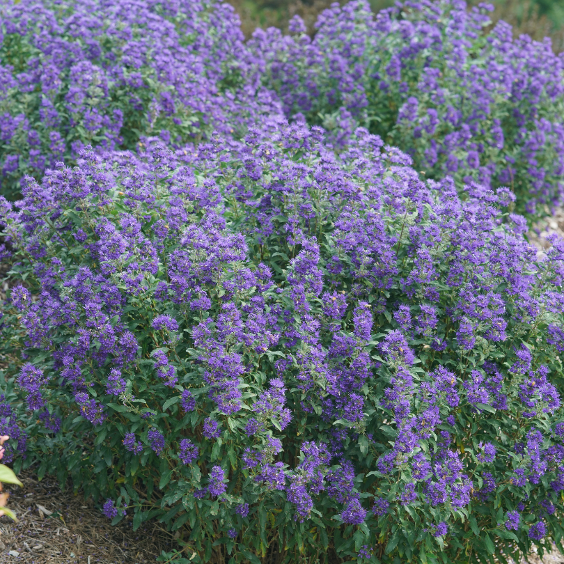 Plants for Pollinator Gardens | Butterfly Bushes – ButterflyBushes.com