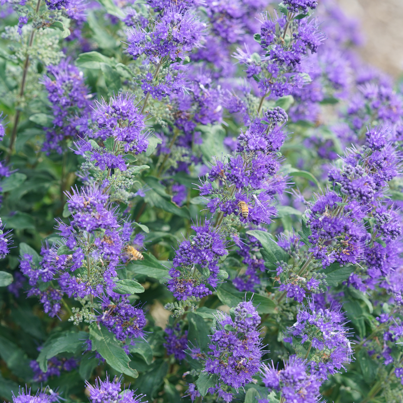 Beyond Midnight® Bluebeard - Caryopteris – ButterflyBushes.com