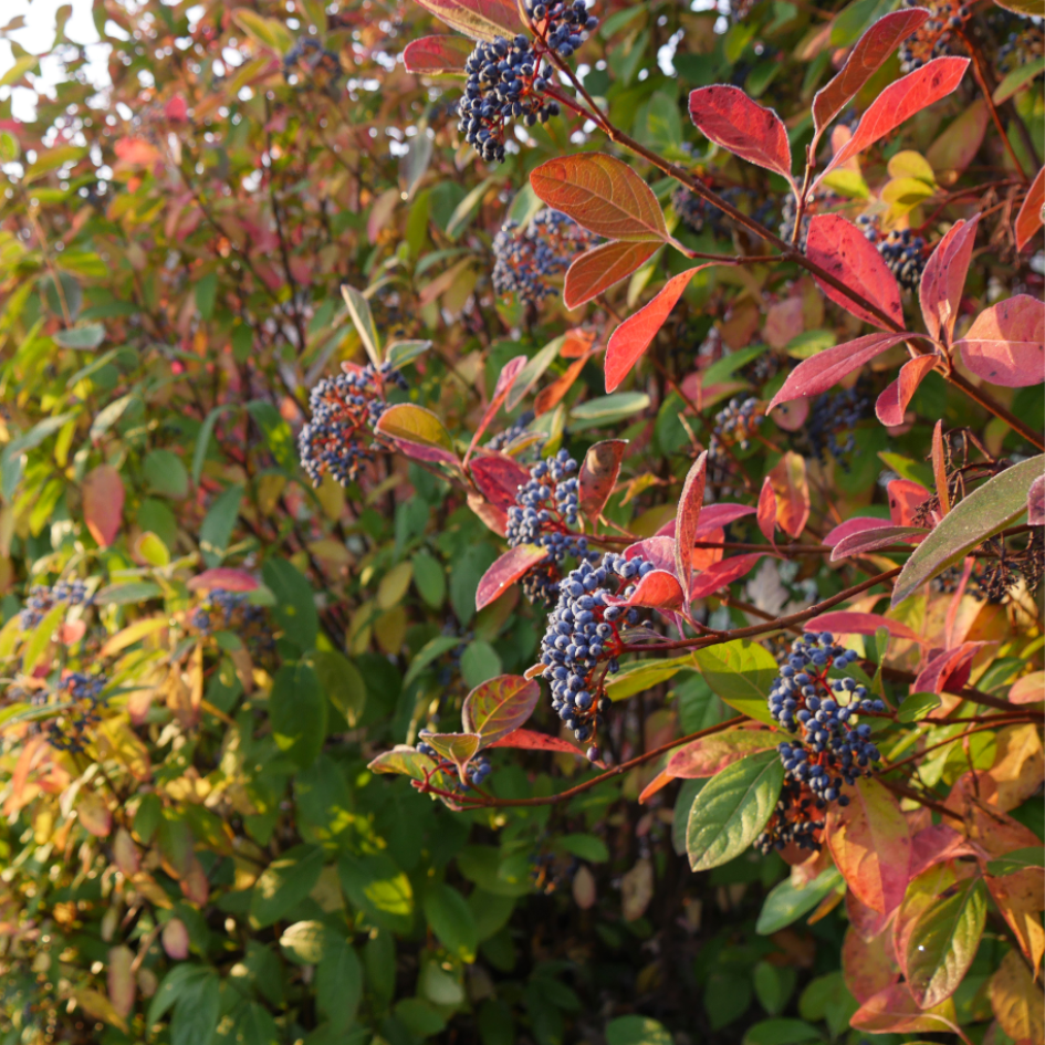 Brandywine™ Witherod Viburnum - Viburnum nudum – ButterflyBushes.com