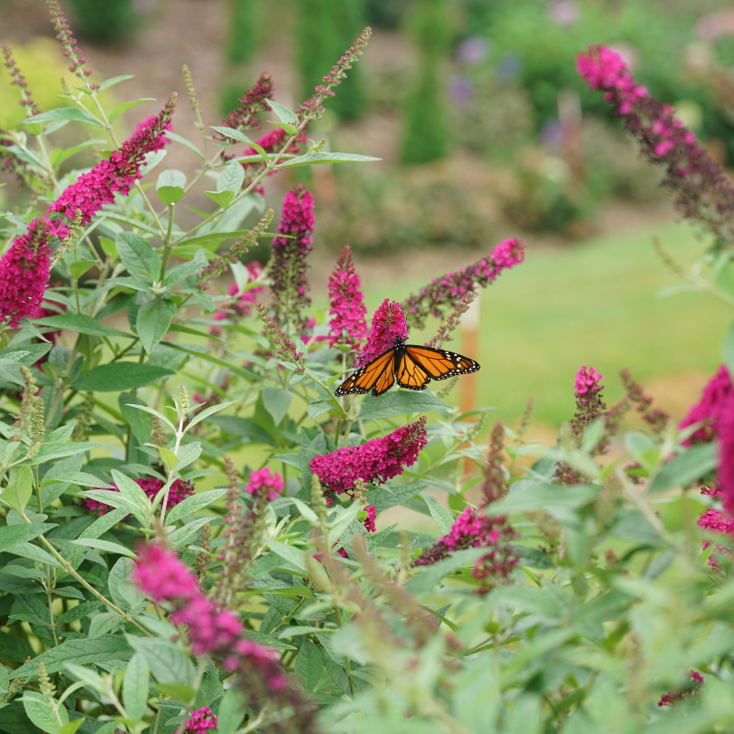 'Miss Molly' Butterfly Bush | ButterflyBushes.com