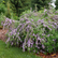 Mop Top™ Fountain Butterfly Bush - Buddleia – ButterflyBushes.com