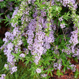 Mop Top™ Fountain Butterfly Bush - Buddleia – ButterflyBushes.com