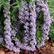 Mop Top™ Fountain Butterfly Bush - Buddleia – ButterflyBushes.com