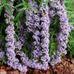 Mop Top™ Fountain Butterfly Bush - Buddleia – ButterflyBushes.com