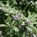 Mop Top™ Fountain Butterfly Bush - Buddleia – ButterflyBushes.com