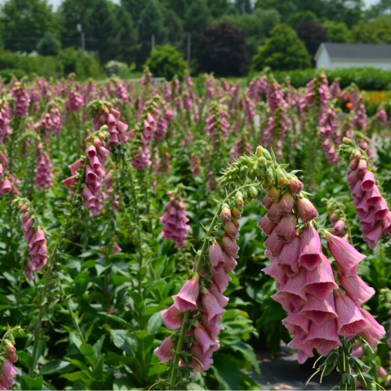Strawberry Foxglove Mertons Digitalis Foxgloves, The Beautiful But