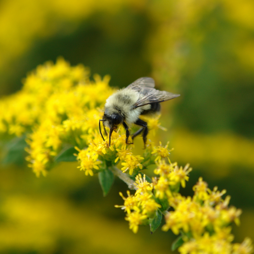 'Fireworks' Goldenrod - Solidago rugosa – ButterflyBushes.com