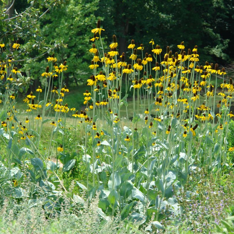 Great Coneflower - Rudbeckia maxima – ButterflyBushes.com