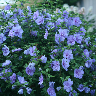Blue Chiffon® Rose of Sharon - Hibiscus syriacus – ButterflyBushes.com