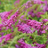 Lo & Behold Ruby Chip™ Butterfly Bush For Sale – ButterflyBushes.com