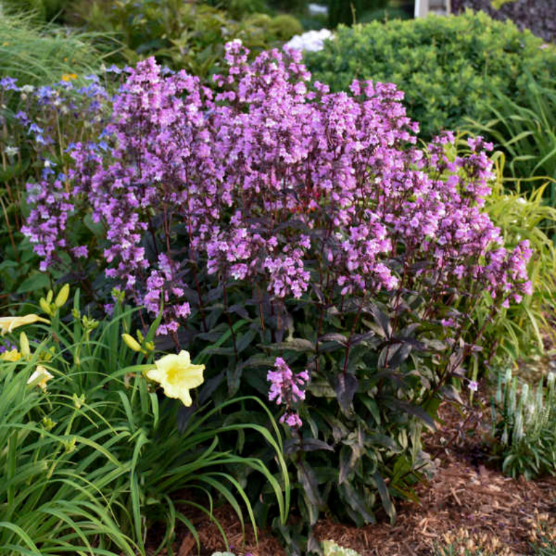 Penstemon 'Midnight Masquerade' | ButterflyBushes.com