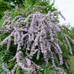 Mop Top™ Fountain Butterfly Bush - Buddleia – ButterflyBushes.com