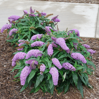 Pugster® Amethyst Butterfly Bush | Flowering Shubs – ButterflyBushes.com