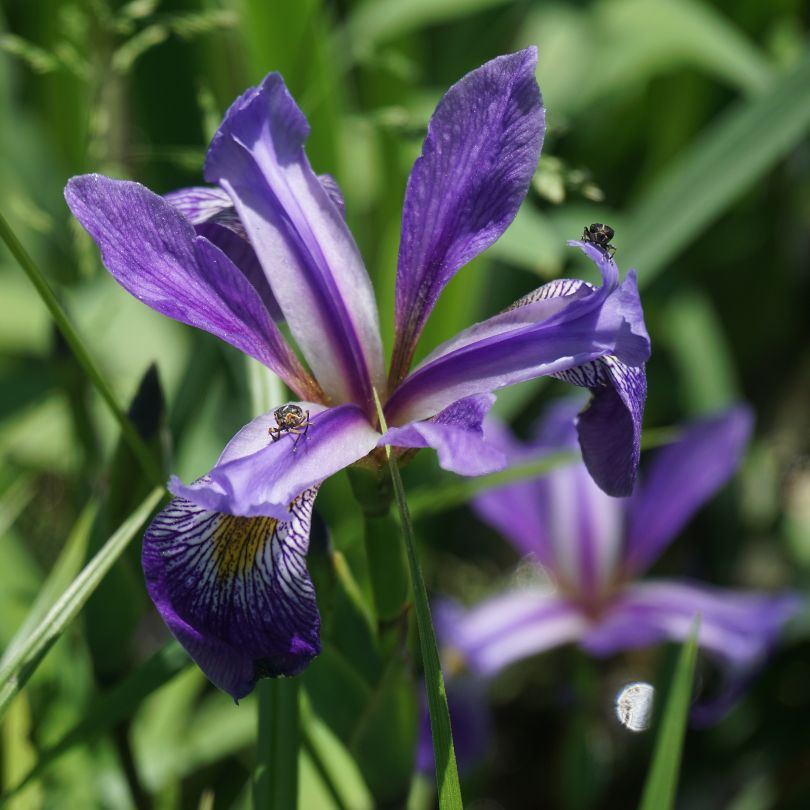 'Purple Flame' Blue Flag Iris - Iris versicolor – ButterflyBushes.com