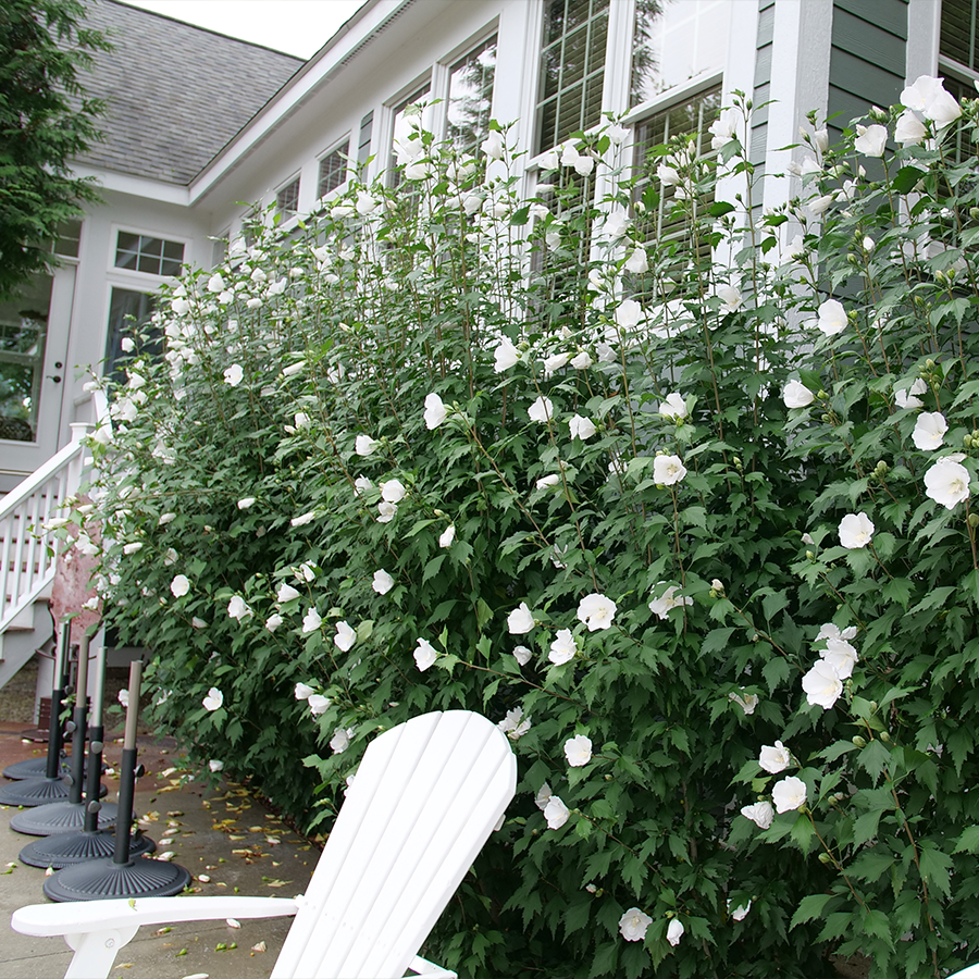 White Pillar® Rose of Sharon - Hibiscus syriacus – ButterflyBushes.com