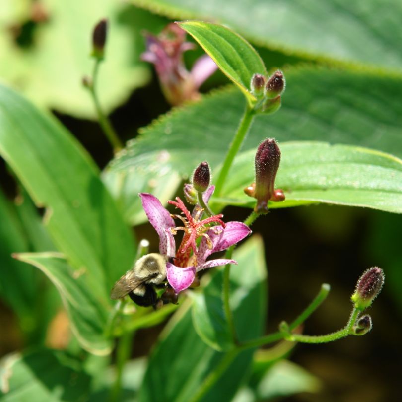 'Samurai' Toad Lily - Tricyrtis formosana – ButterflyBushes.com