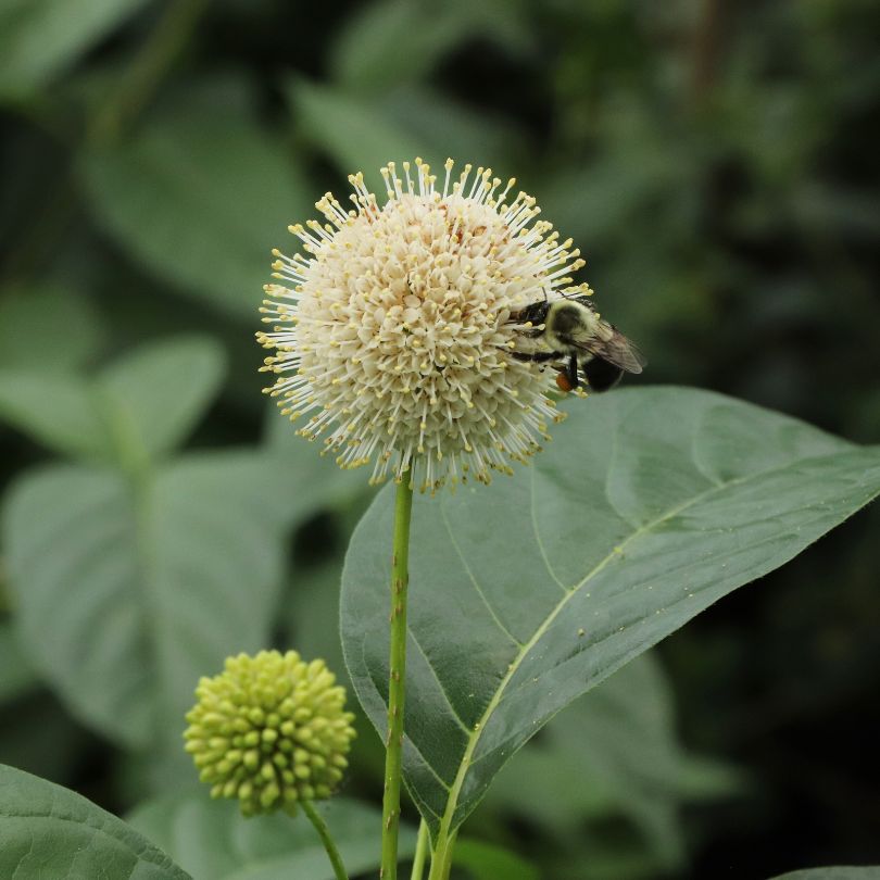 Sugar Shack® 2.0 Buttonbush - Cephalanthus occidentalis ...
