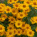 'Tuscan Sun' False Sunflower - Heliopsis – ButterflyBushes.com