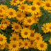 'Tuscan Sun' False Sunflower - Heliopsis – ButterflyBushes.com