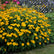'Tuscan Sun' False Sunflower - Heliopsis – ButterflyBushes.com
