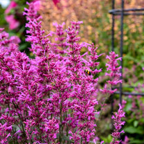 Meant to Bee™ Royal Raspberry Hummingbird Mint - Agastache ...