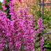 Meant to Bee™ Royal Raspberry Hummingbird Mint - Agastache ...