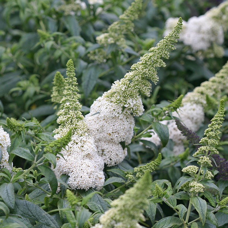 Pugster White® Butterfly Bush | ButterflyBushes.com