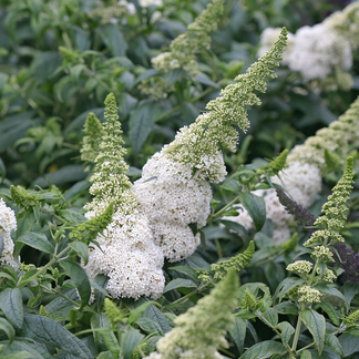 Pugster White® Butterfly Bush | ButterflyBushes.com