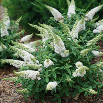 Pugster White® Butterfly Bush | ButterflyBushes.com