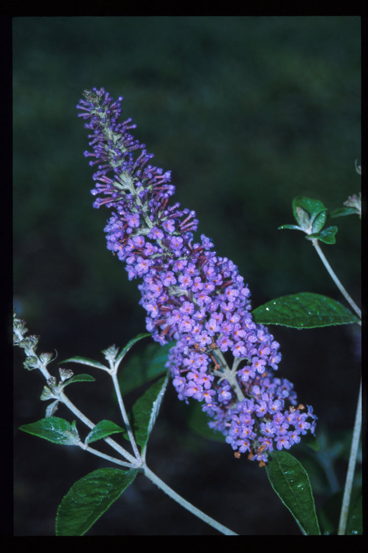 Buddleia 'Nanho Blue' Butterfly Bush | ButterflyBushes.com