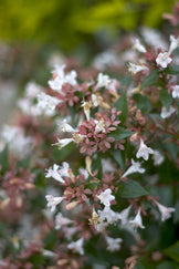 Ruby Anniversary® Abelia | ButterflyBushes.com