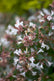 Ruby Anniversary® Abelia | ButterflyBushes.com