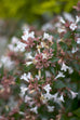 Ruby Anniversary® Abelia | ButterflyBushes.com