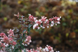 Ruby Anniversary® Abelia | ButterflyBushes.com
