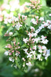 Sweet Emotion® Abelia | ButterflyBushes.com