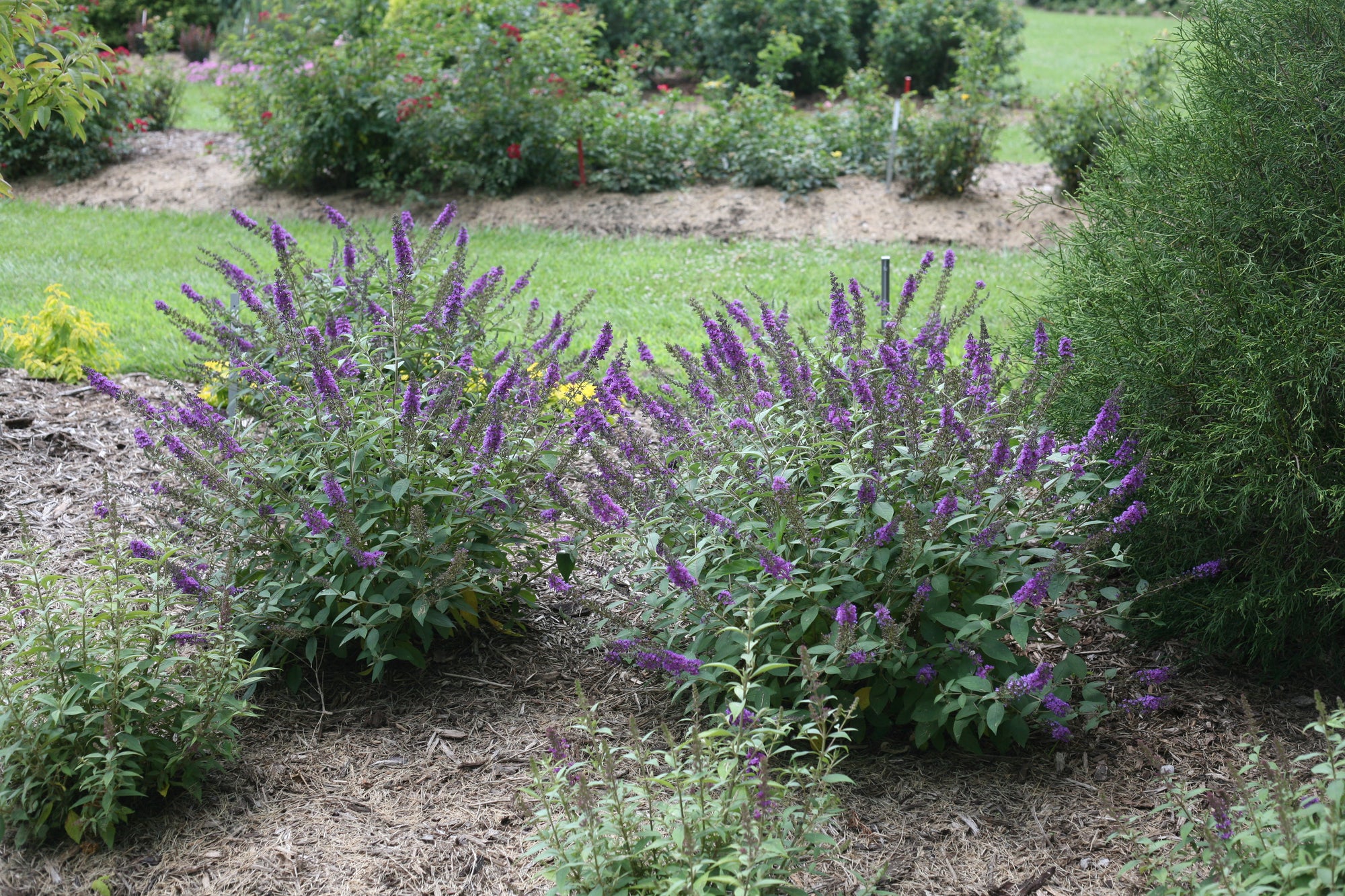 Lo & Behold® 'Blue Chip Jr.' Butterfly Bush | ButterflyBushes.com