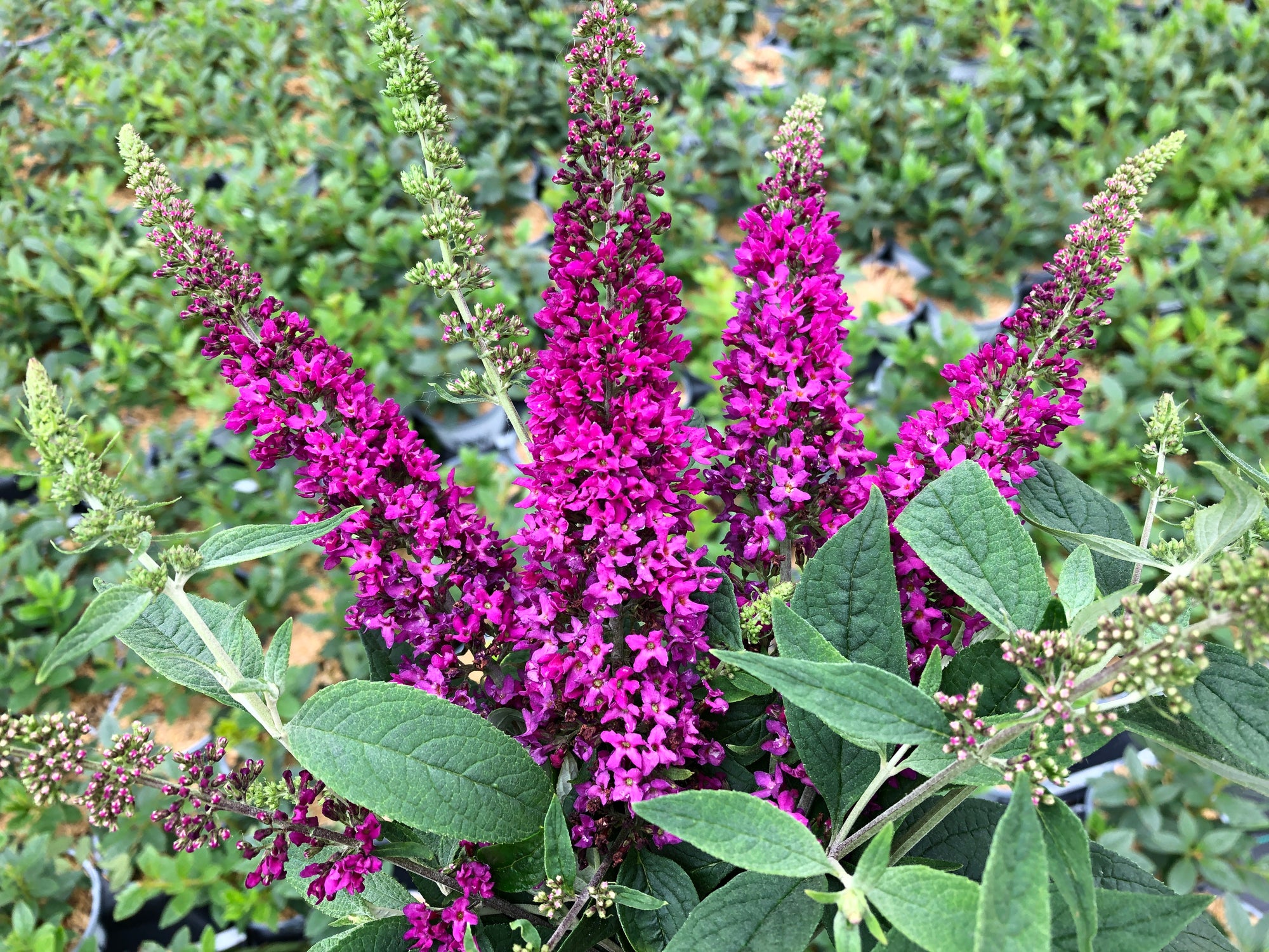 Lo & Behold Ruby Chip™ Butterfly Bush For Sale – ButterflyBushes.com
