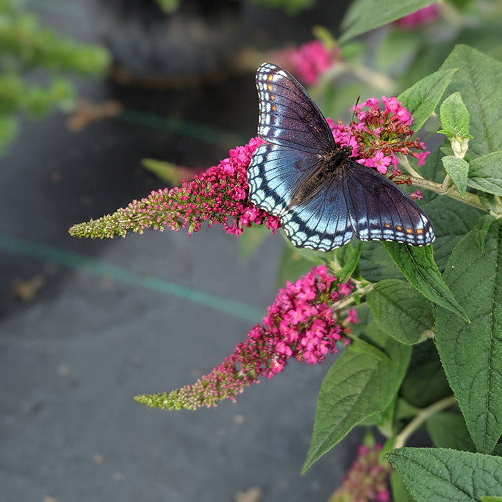 Lo & Behold Ruby Chip™ Butterfly Bush For Sale – ButterflyBushes.com