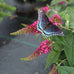 Lo & Behold Ruby Chip™ Butterfly Bush For Sale – ButterflyBushes.com